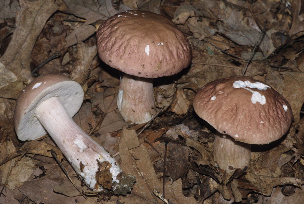 Boletus separans (“Lilac Bolete”) | The Bolete Filter
