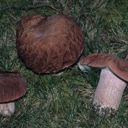 Boletus separans (“Lilac Bolete”) | The Bolete Filter