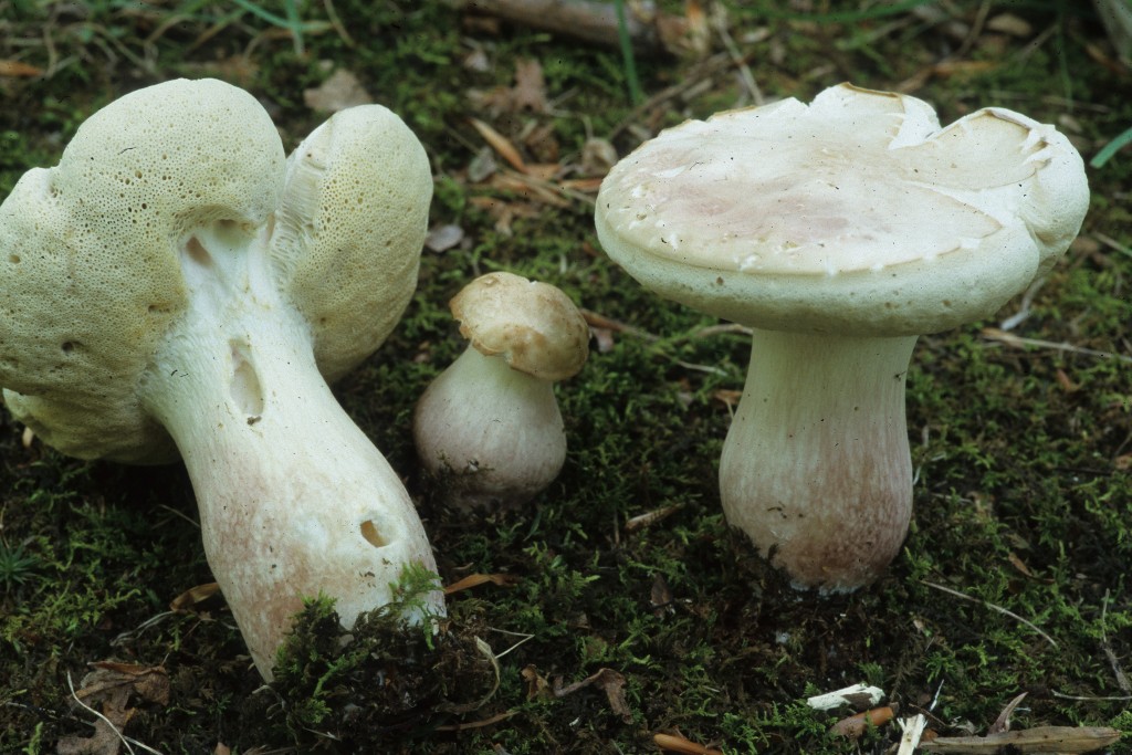 Boletus separans (“Lilac Bolete”) | The Bolete Filter