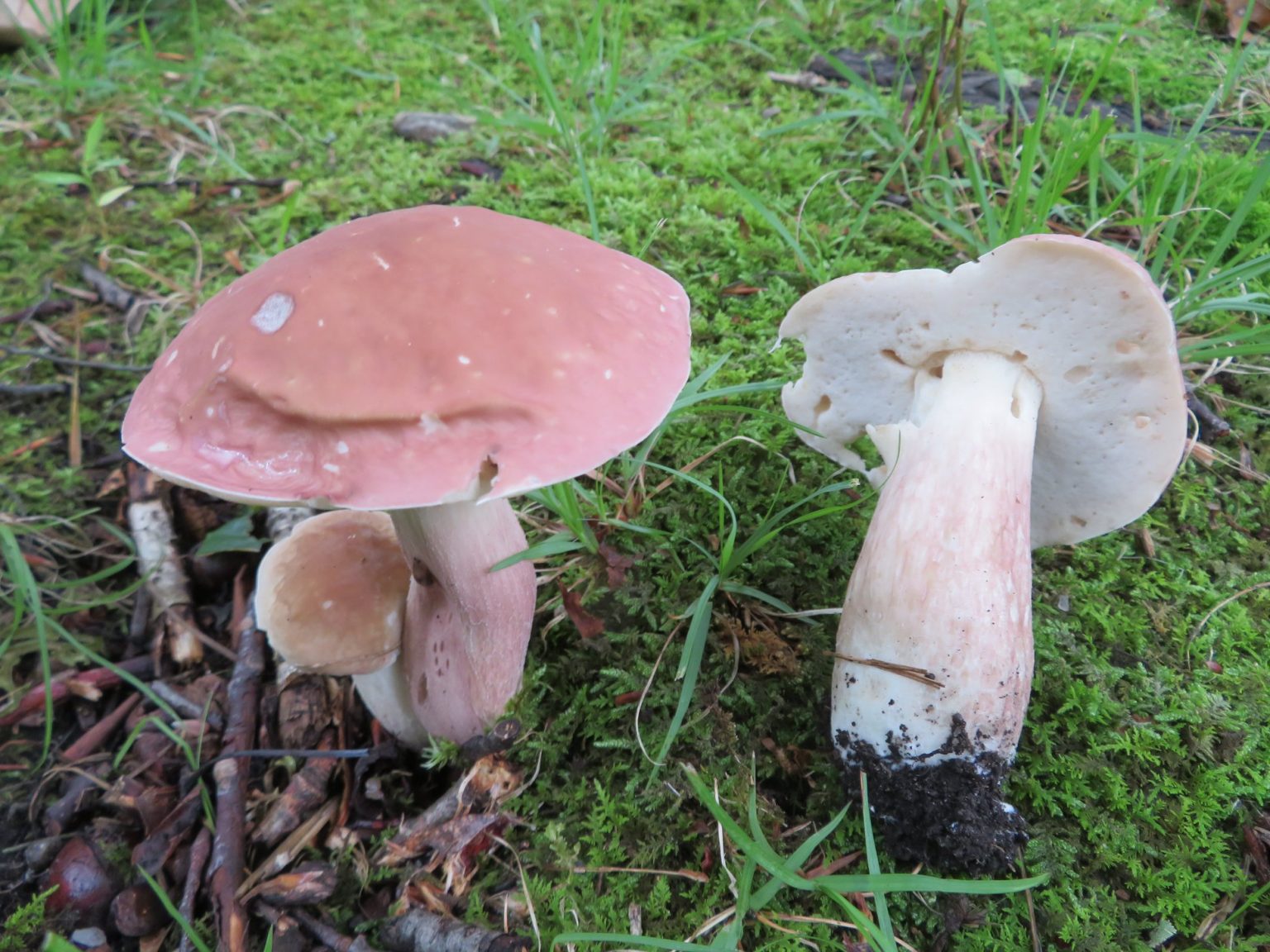 Boletus separans (“Lilac Bolete”) | The Bolete Filter