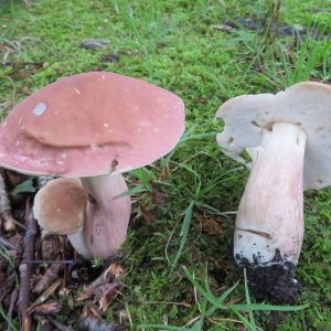 Boletus separans (“Lilac Bolete”) | The Bolete Filter