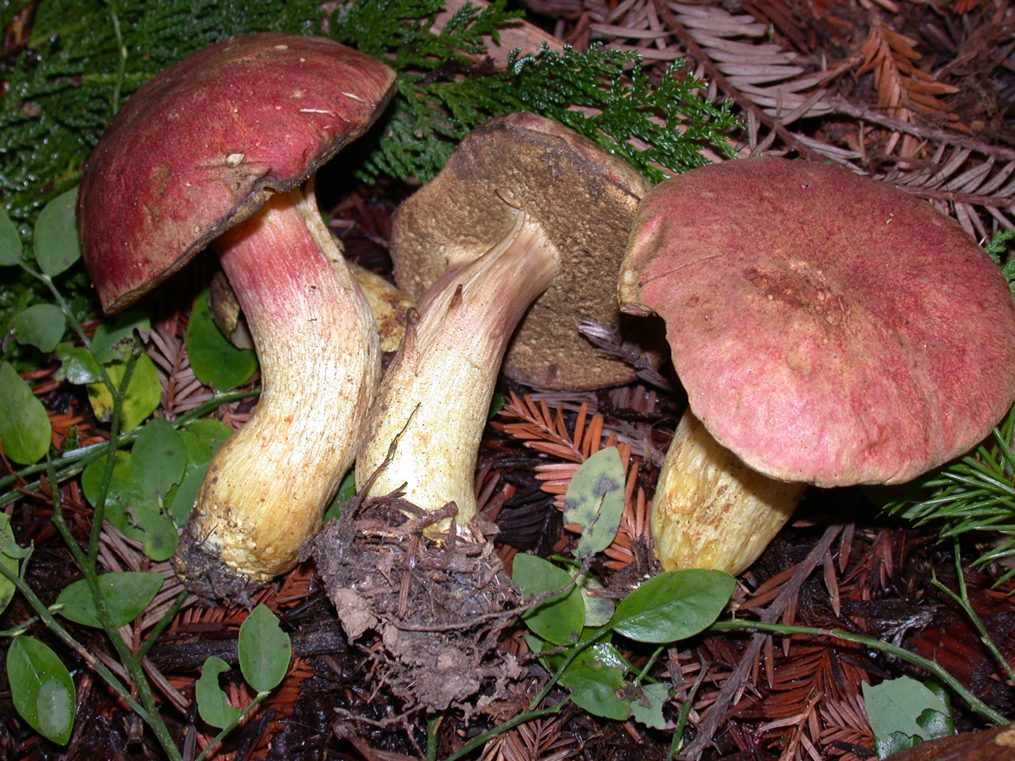 Boletus smithii | The Bolete Filter