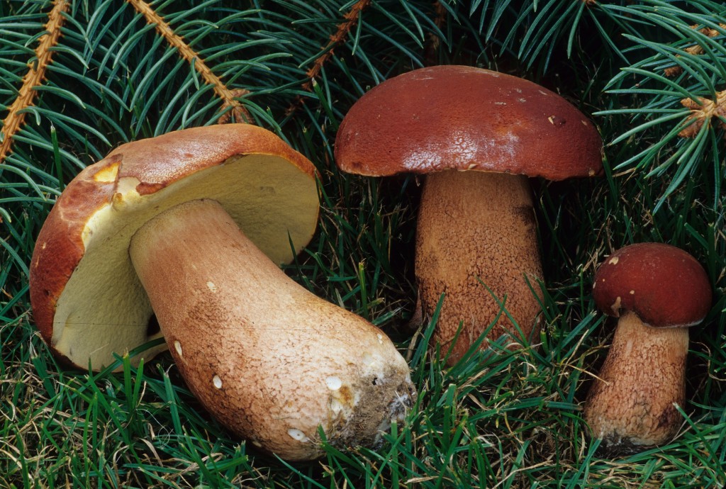 Boletus subcaerulescens (“Almost Bluing King Bolete”) | The Bolete Filter