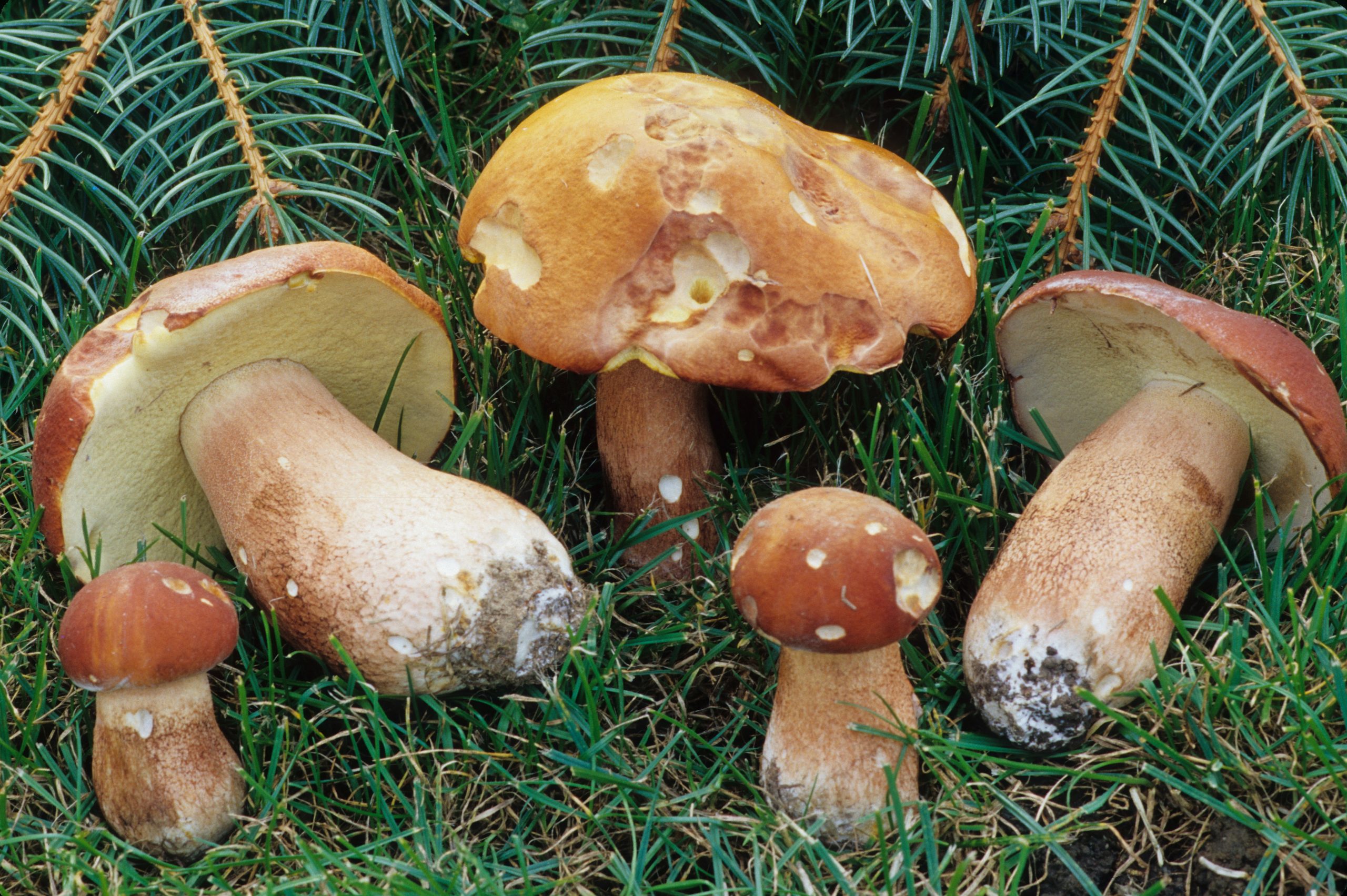 Boletus subcaerulescens (“Almost Bluing King Bolete”) | The Bolete Filter