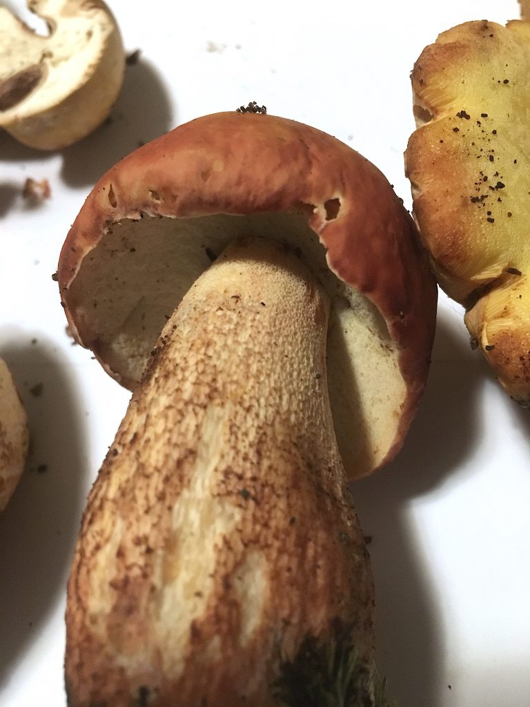 Boletus subcaerulescens (“Almost Bluing King Bolete”) | The Bolete Filter