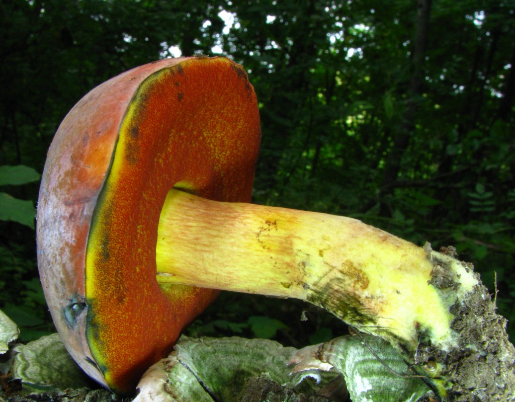 Neoboletus subluridellus | The Bolete Filter