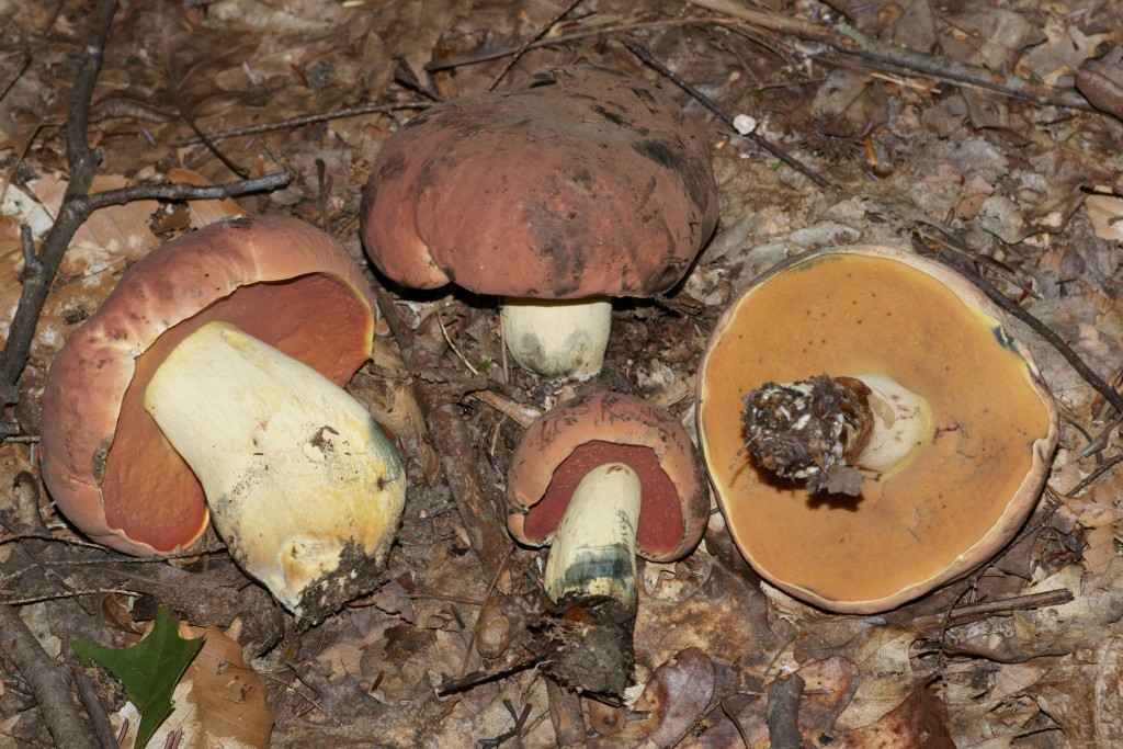 Neoboletus subluridellus | The Bolete Filter