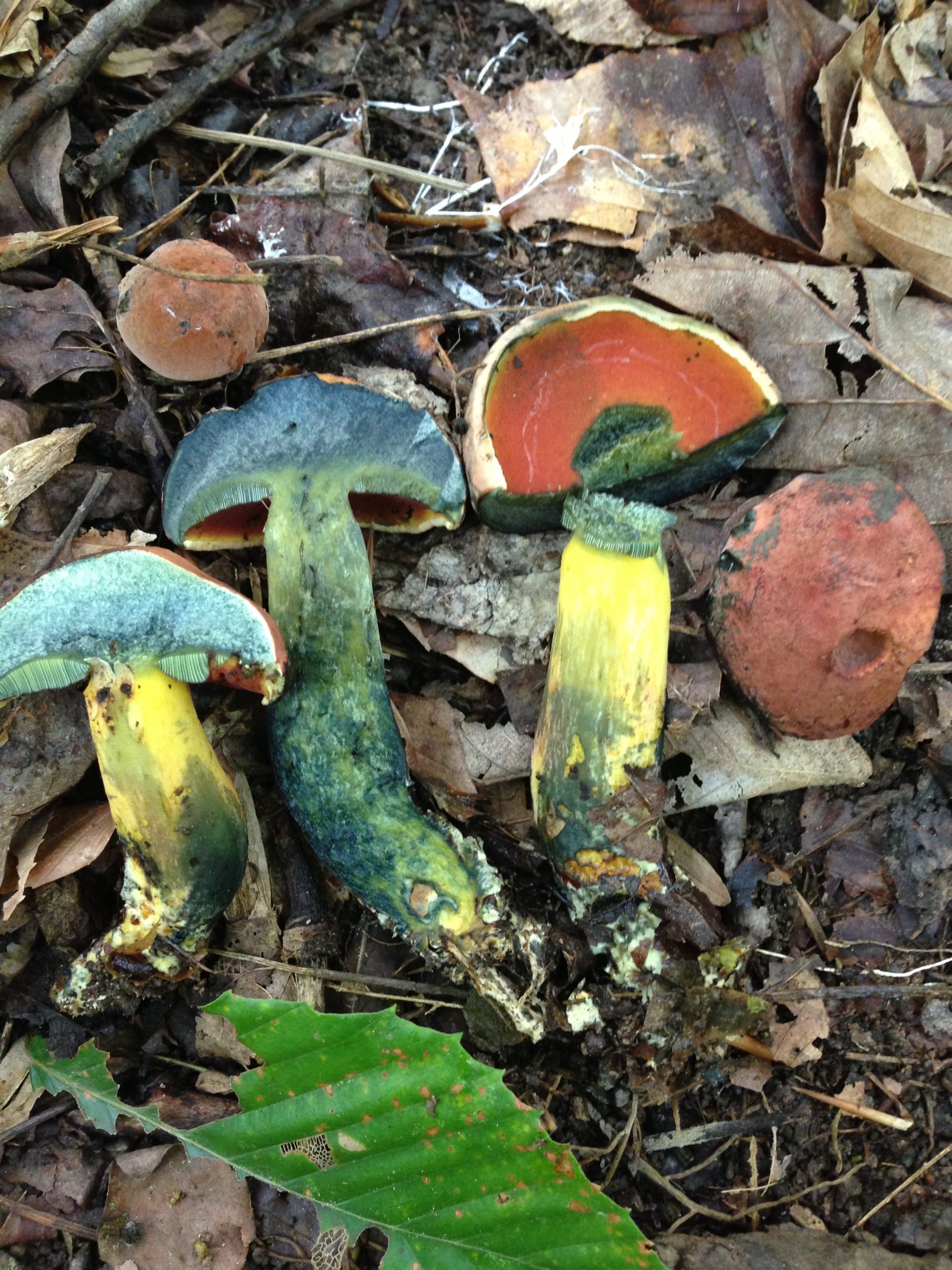 Neoboletus subluridellus | The Bolete Filter