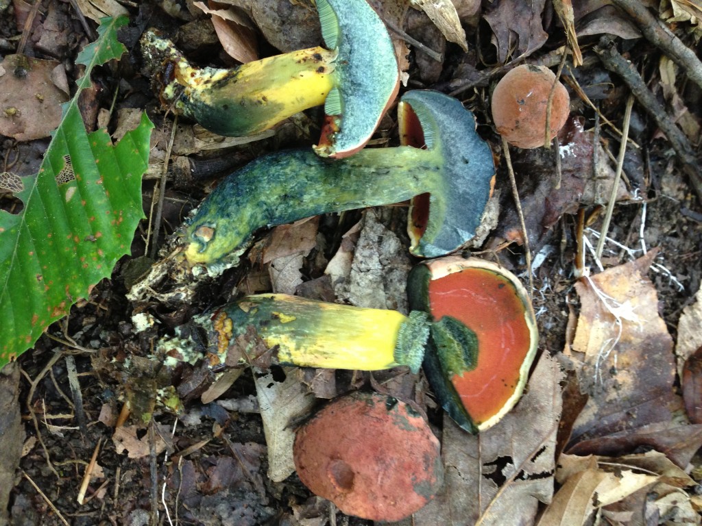 Neoboletus subluridellus | The Bolete Filter