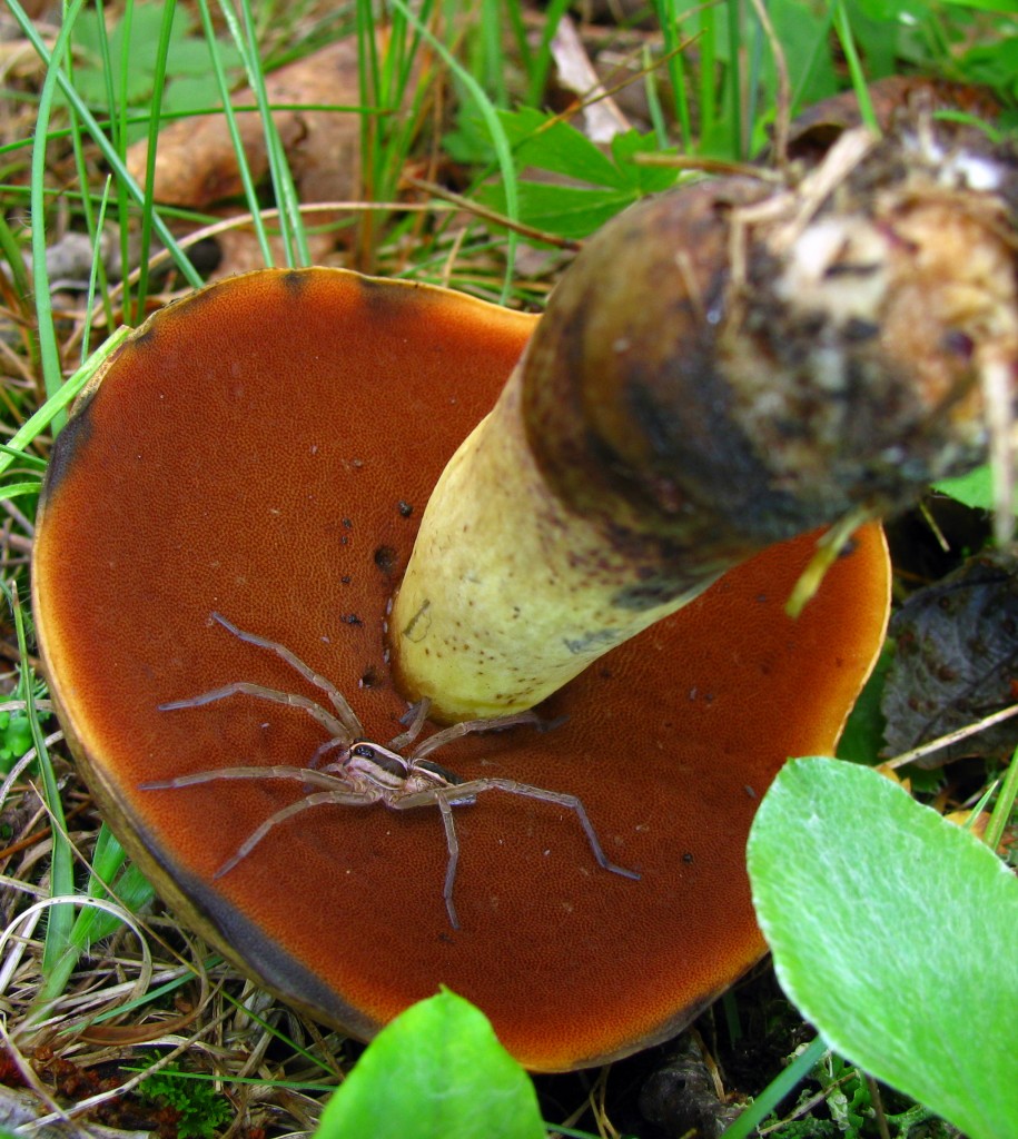 Neoboletus subluridellus | The Bolete Filter