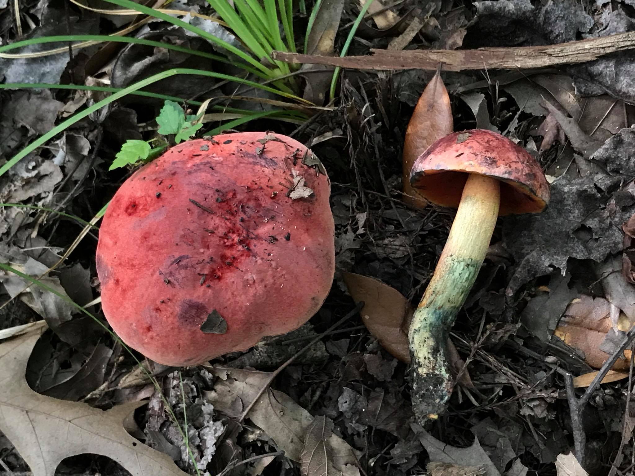 Lanmaoa sublurida | The Bolete Filter