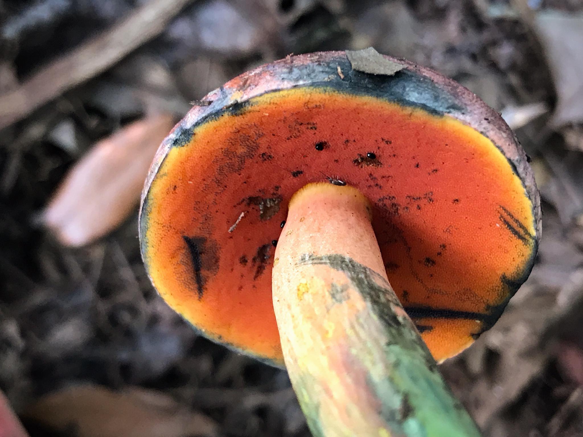 Lanmaoa sublurida | The Bolete Filter