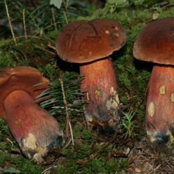 Neoboletus subvelutipes (“Red Mouth Bolete”) | The Bolete Filter