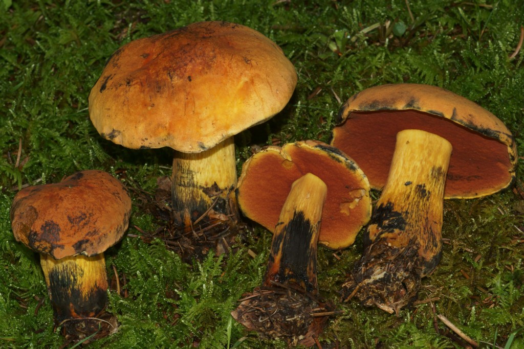 Neoboletus subvelutipes (“Red Mouth Bolete”) | The Bolete Filter