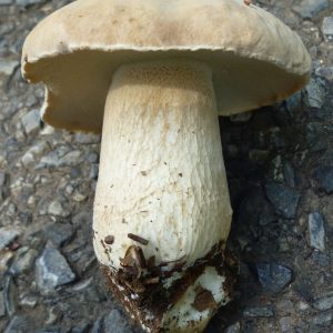 Boletus variipes | The Bolete Filter