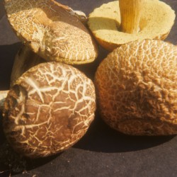 Boletus variipes | The Bolete Filter