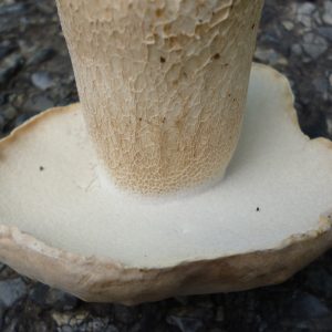 Boletus variipes | The Bolete Filter