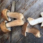 Boletus variipes-fagicola | The Bolete Filter