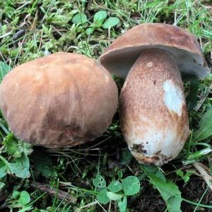 Boletus variipes-fagicola | The Bolete Filter