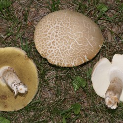 Boletus variipes | The Bolete Filter