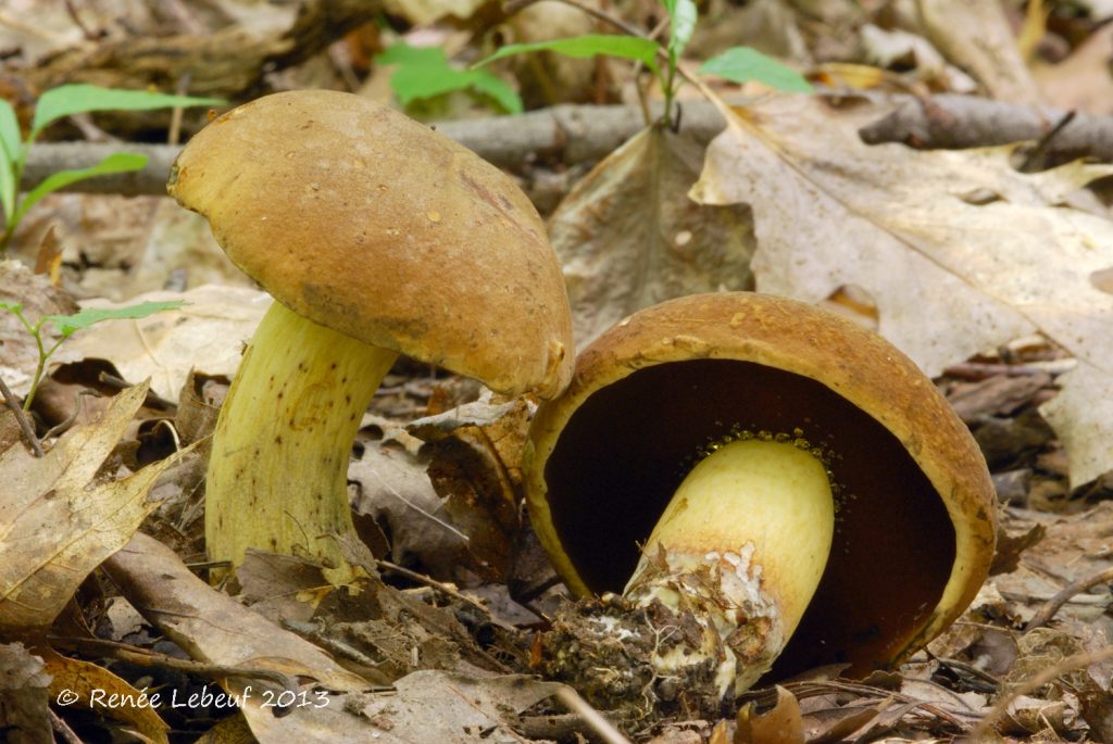 Boletus vermiculosoides (“Brown Pored Bolete”) | The Bolete Filter