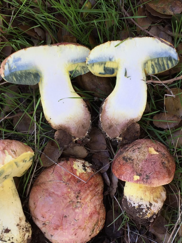 Butyriboletus querciregius (“Red-Capped Butter Bolete”) | The Bolete Filter
