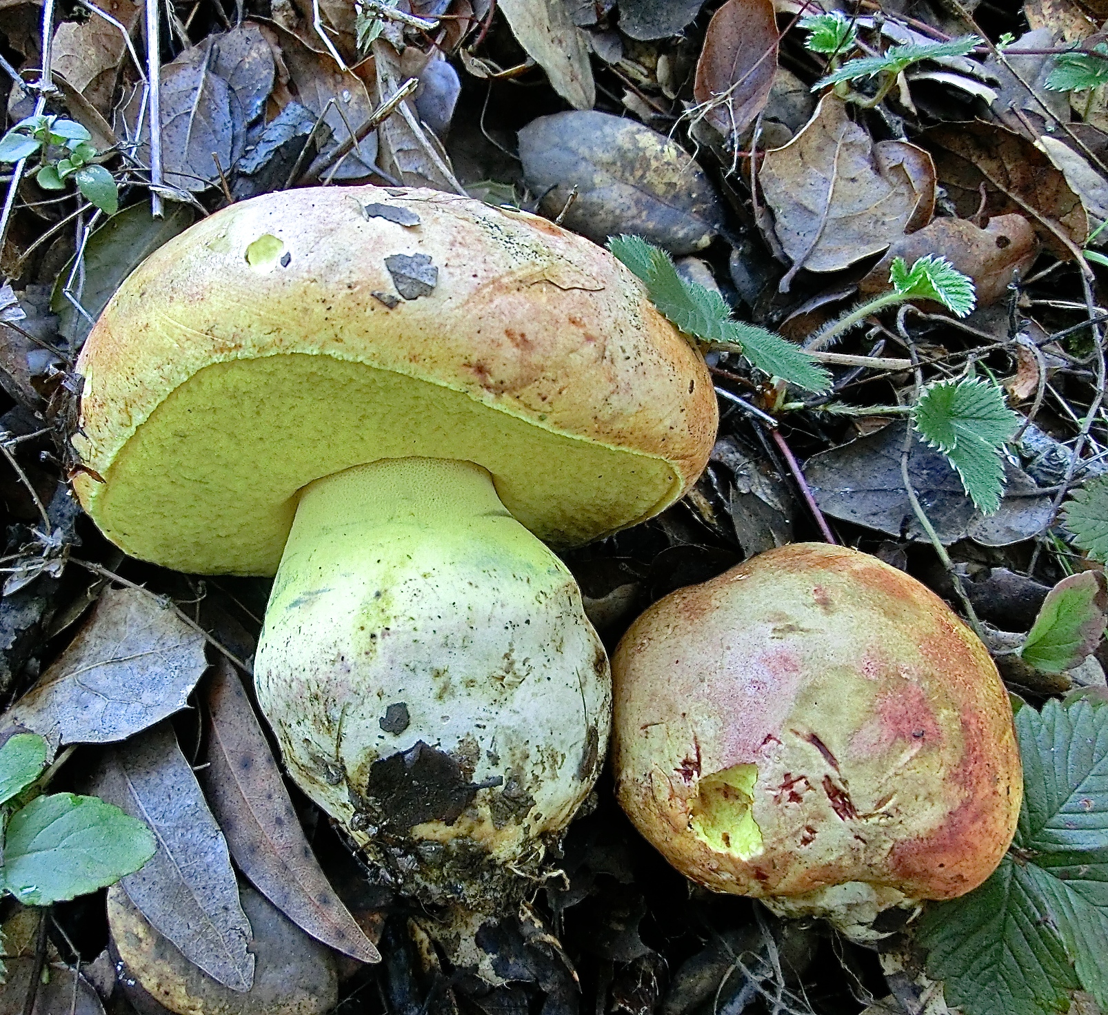 Butyriboletus querciregius (“Red-Capped Butter Bolete”) | The Bolete Filter
