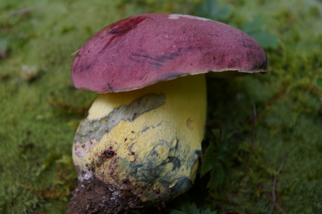 Butyriboletus roseopurpureus | The Bolete Filter