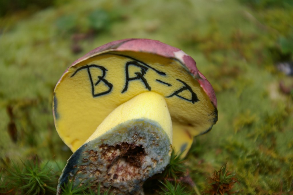 Butyriboletus roseopurpureus | The Bolete Filter