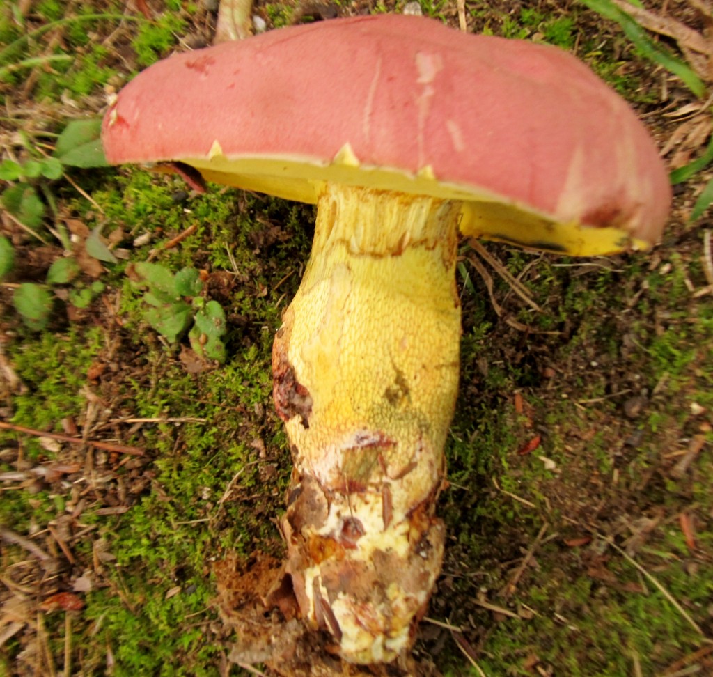 Butyriboletus roseopurpureus | The Bolete Filter