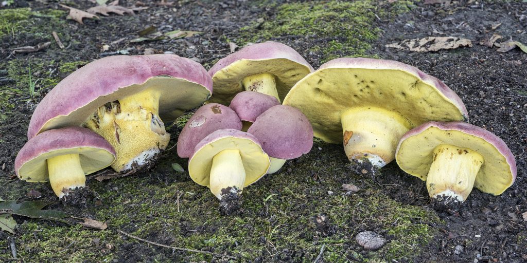 Butyriboletus roseopurpureus | The Bolete Filter