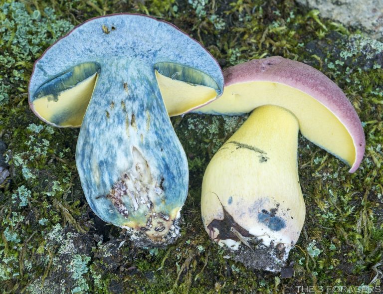 Butyriboletus roseopurpureus | The Bolete Filter