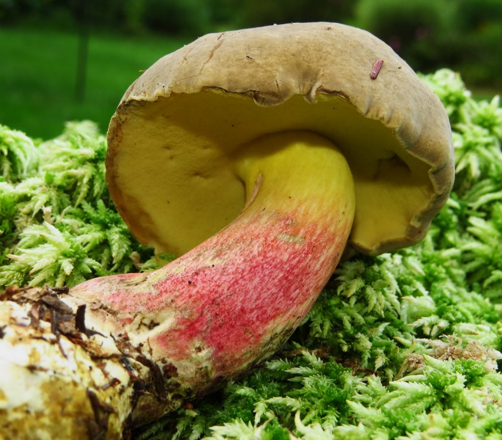 Caloboletus roseipes (“Rosy Foot Bolete”) | The Bolete Filter