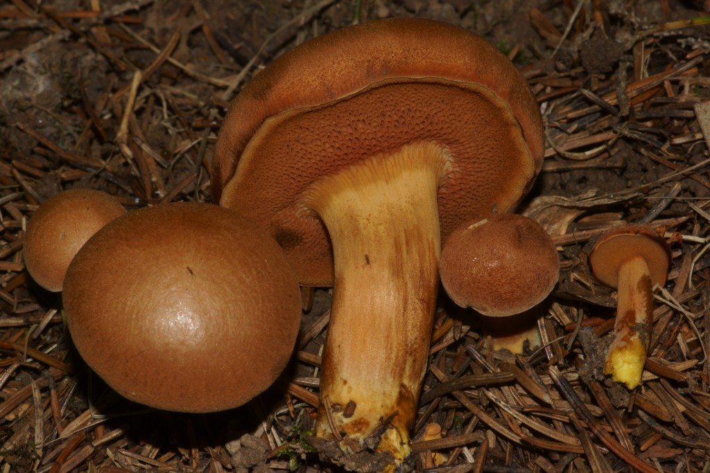 Chalciporus piperatus (“Peppery Bolete”) | The Bolete Filter