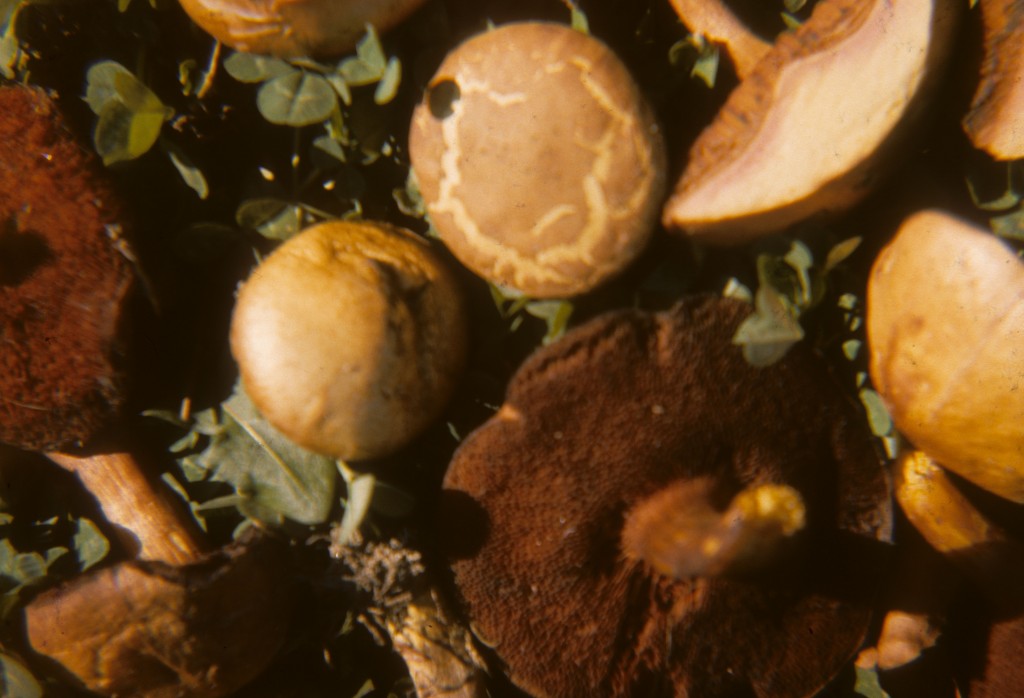 Chalciporus piperatus (“Peppery Bolete”) | The Bolete Filter