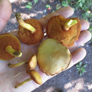 Chalciporus piperatus (“Peppery Bolete”) | The Bolete Filter