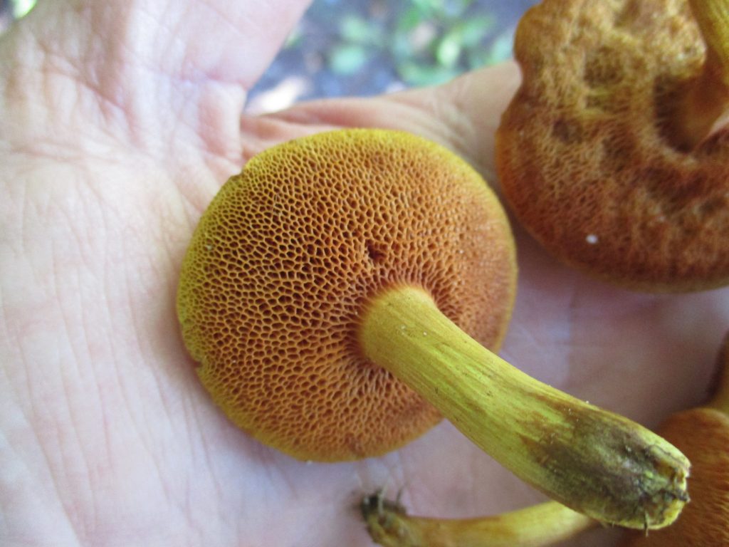 Chalciporus piperatus (“Peppery Bolete”) | The Bolete Filter