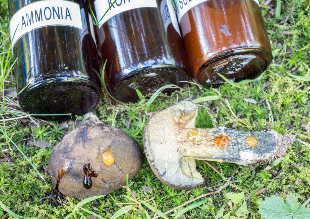 Cyanoboletus cyaneitinctus | The Bolete Filter