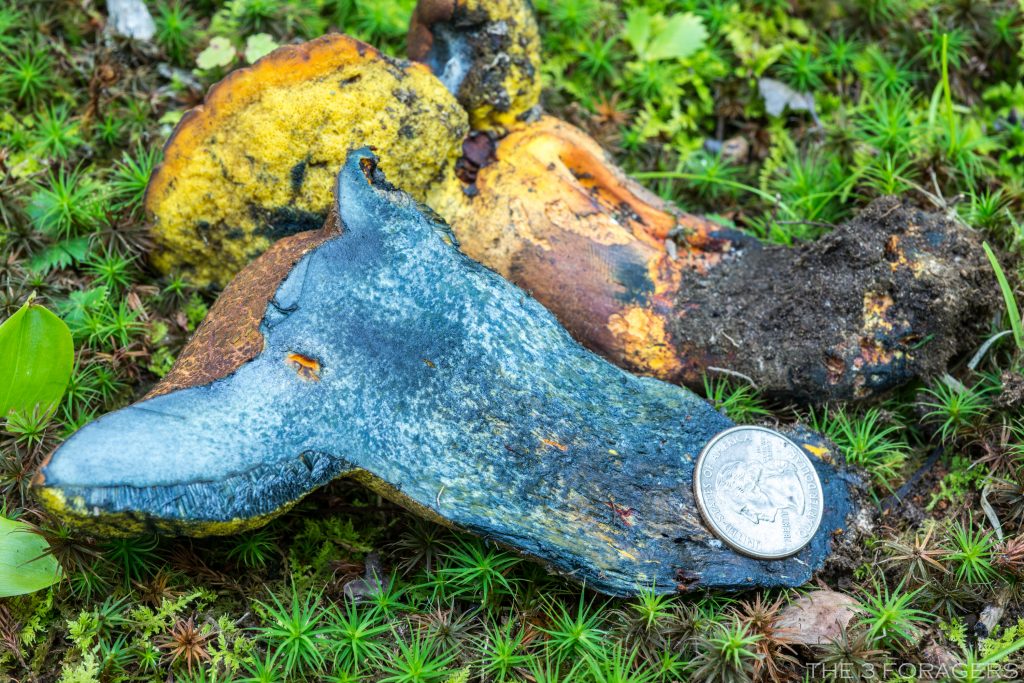 Cyanoboletus cyaneitinctus | The Bolete Filter