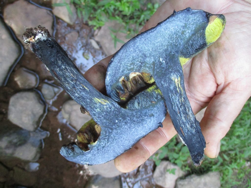 Cyanoboletus cyaneitinctus | The Bolete Filter