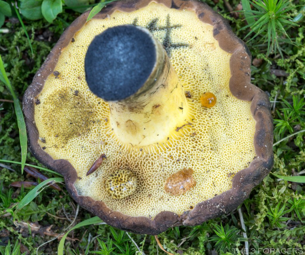 Cyanoboletus cyaneitinctus | The Bolete Filter