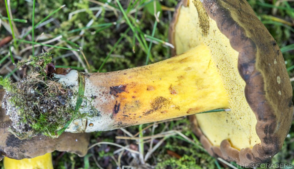 Cyanoboletus cyaneitinctus | The Bolete Filter