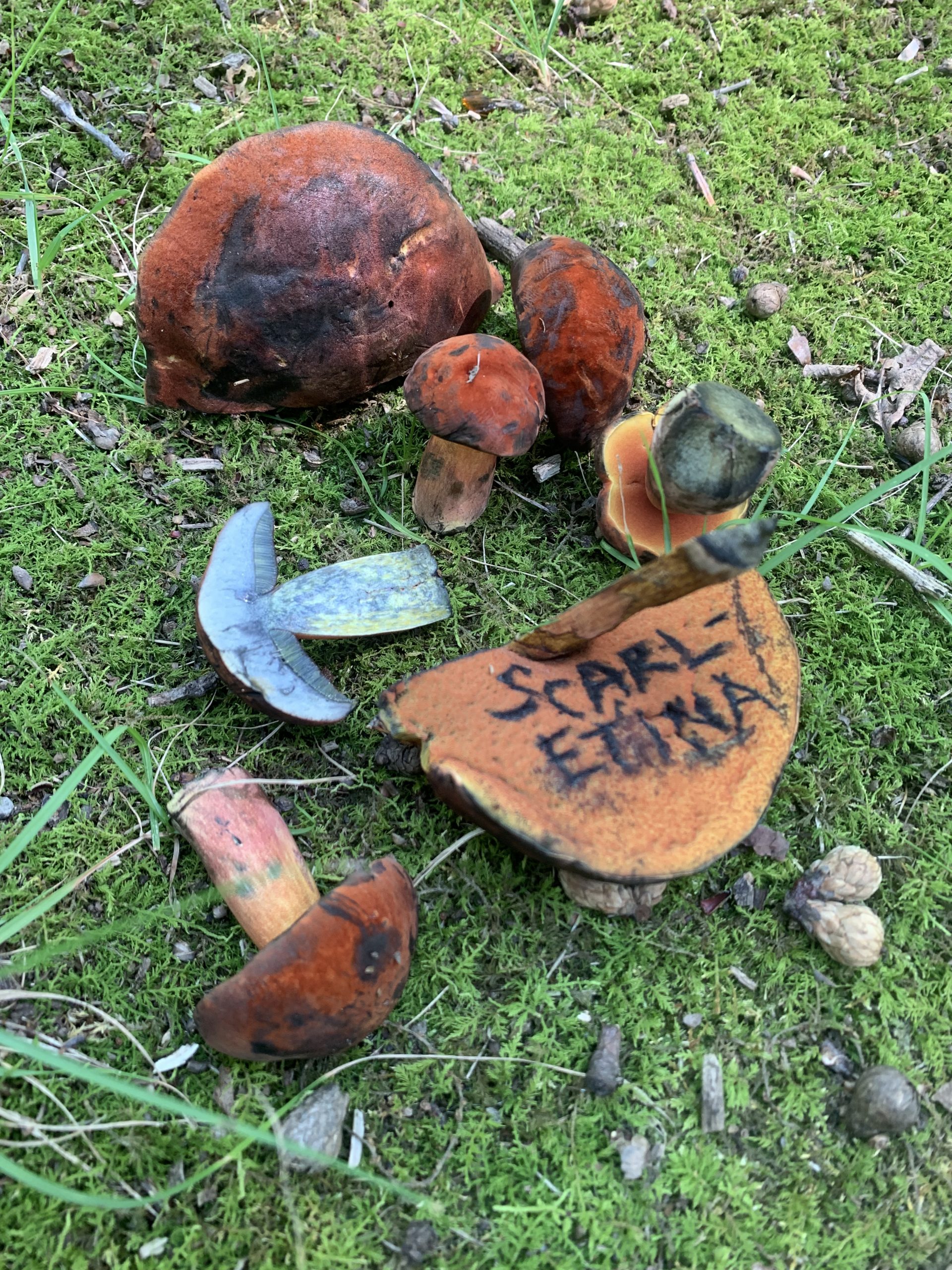 Red pores and blue bruising? Who cares? | The Bolete Filter