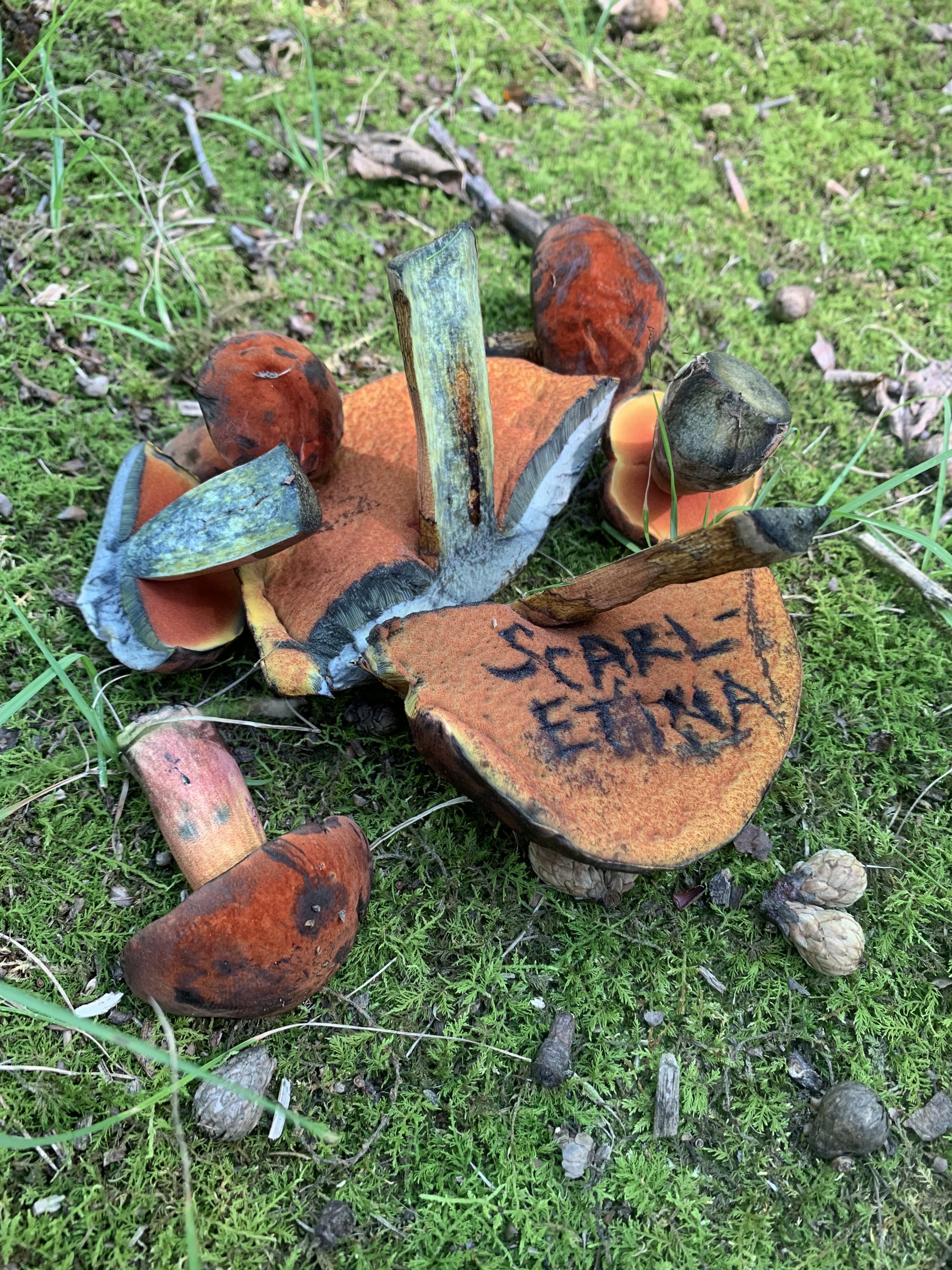 Neoboletus luridiformis [auct. amer.] (“Dark Capped Scarletina”) | The ...