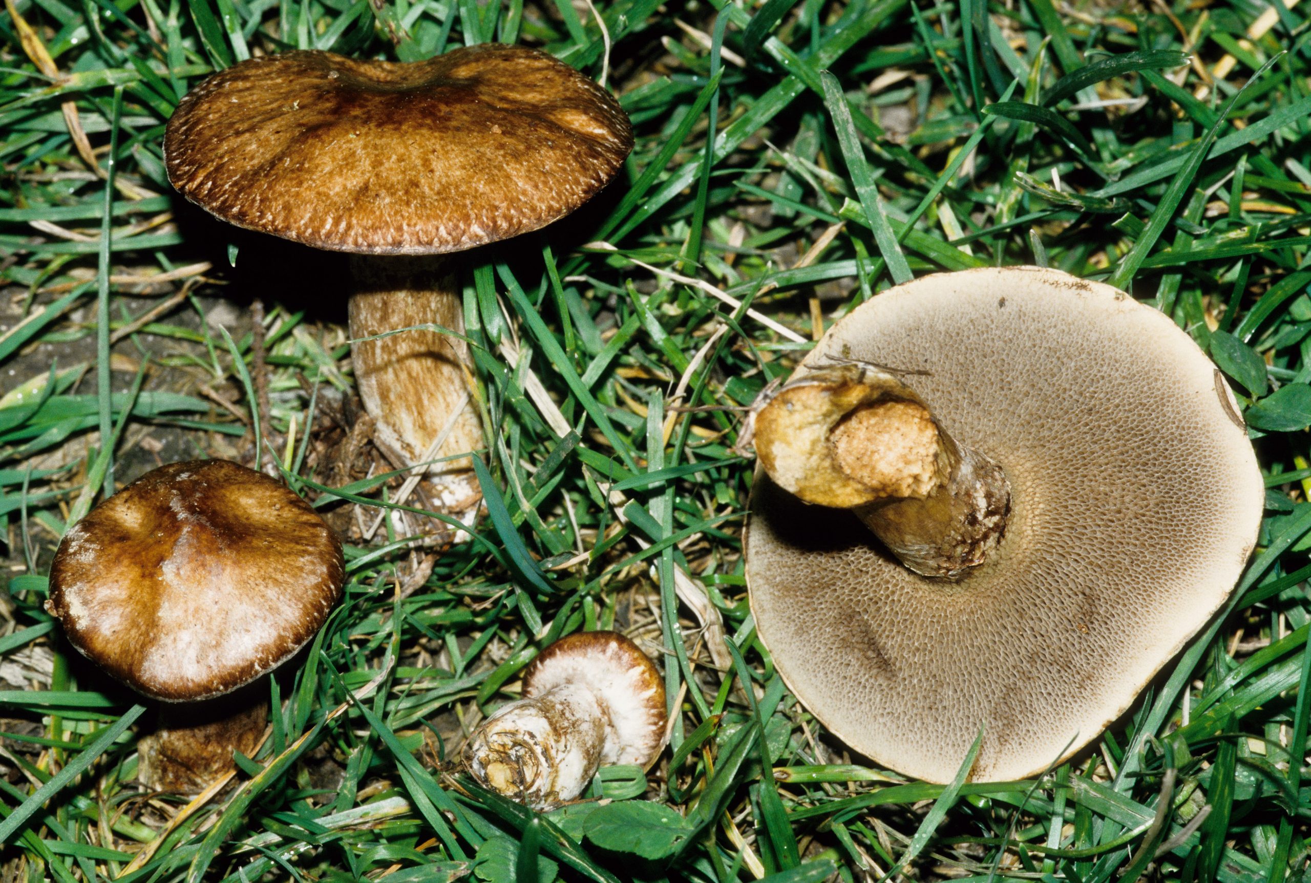 Suillus elbensis | The Bolete Filter