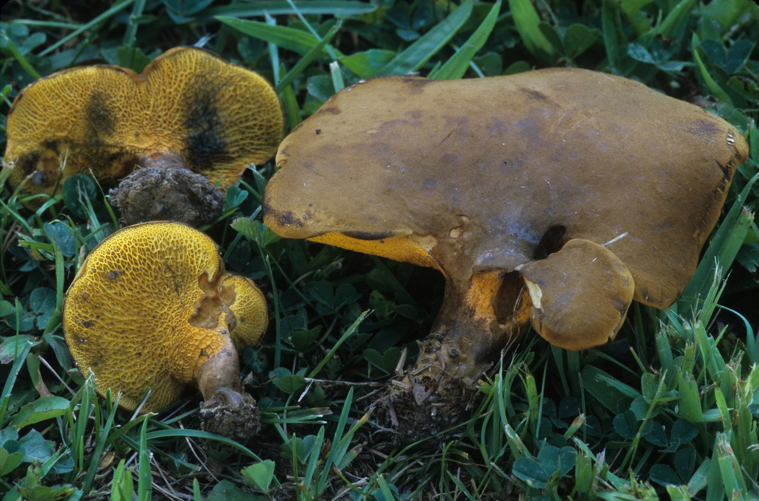 Boletinellus merulioides (“Ash Tree Bolete”) | The Bolete Filter