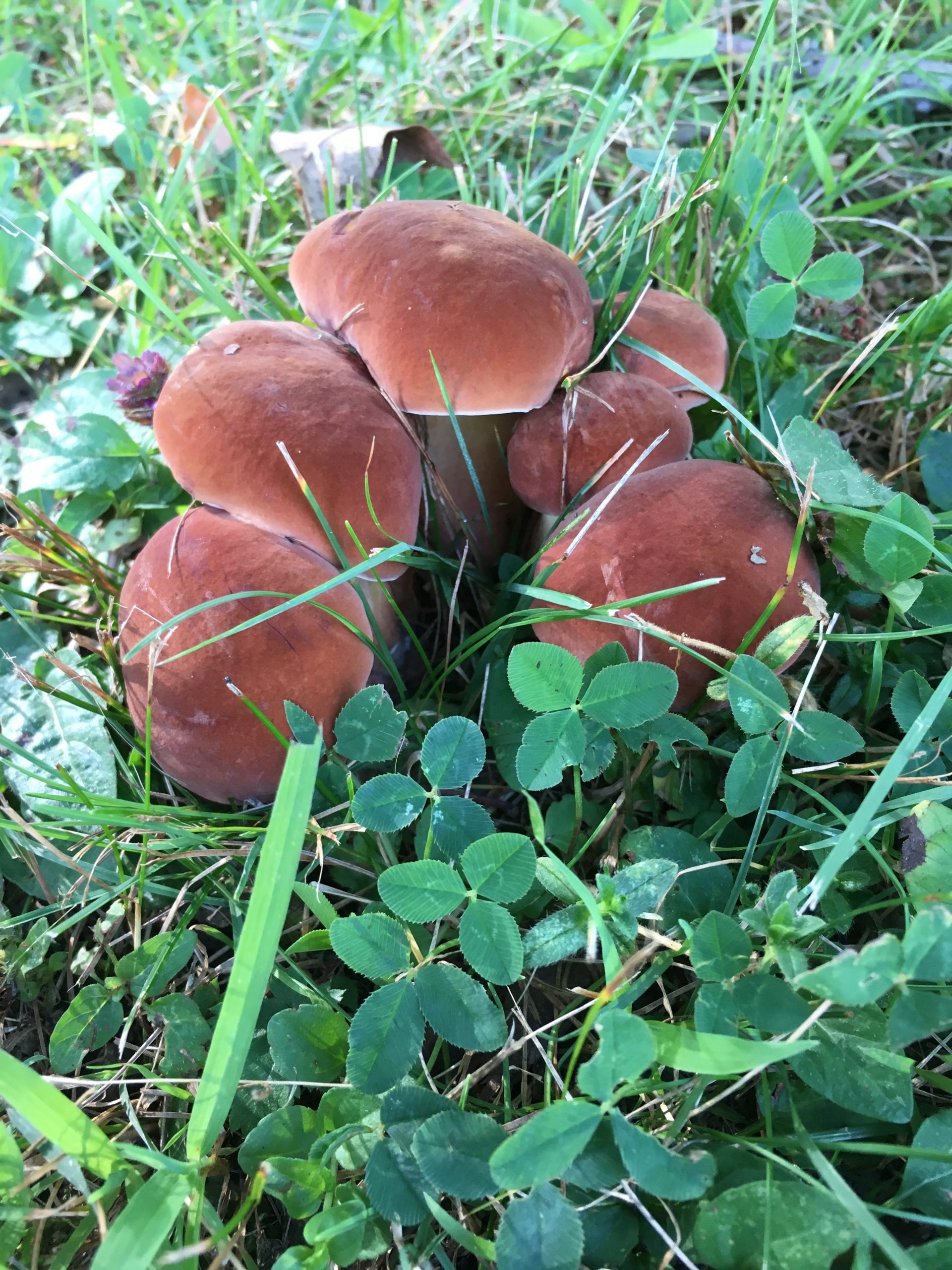 Lanmaoa pseudosensibilis | The Bolete Filter