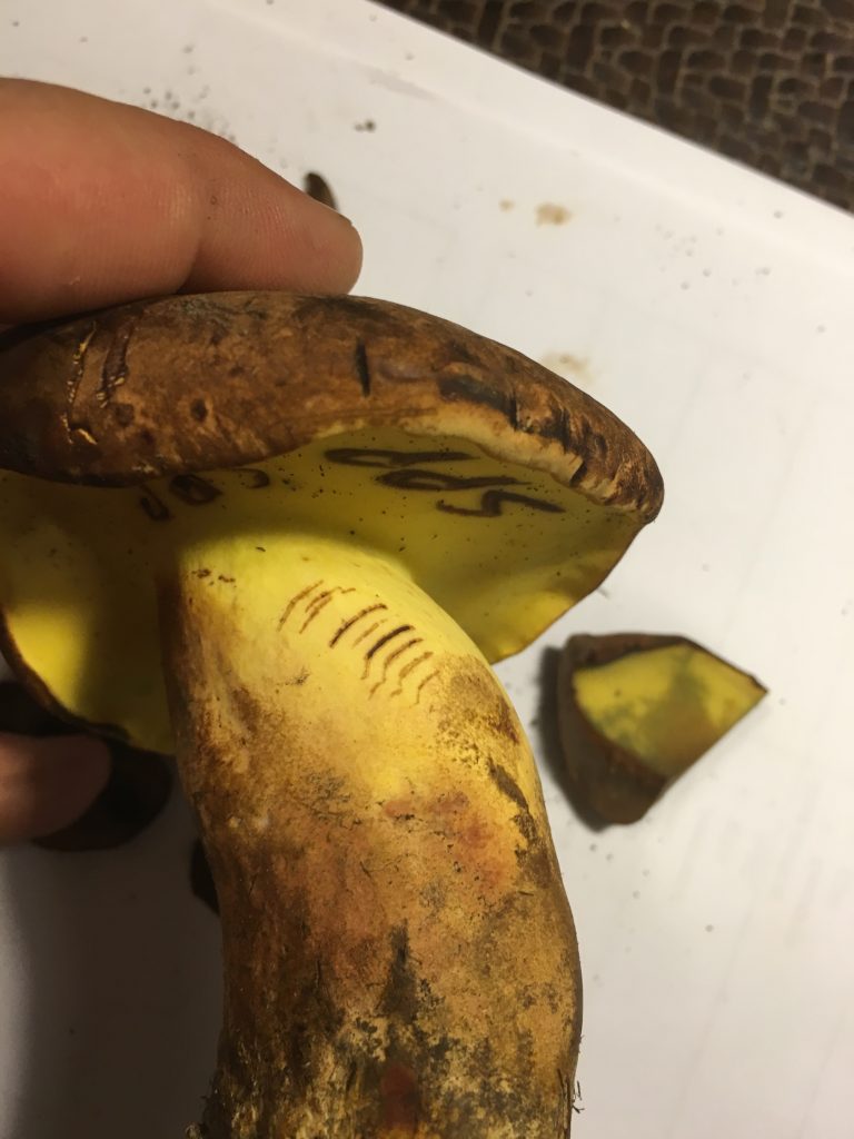 Lanmaoa pseudosensibilis | The Bolete Filter