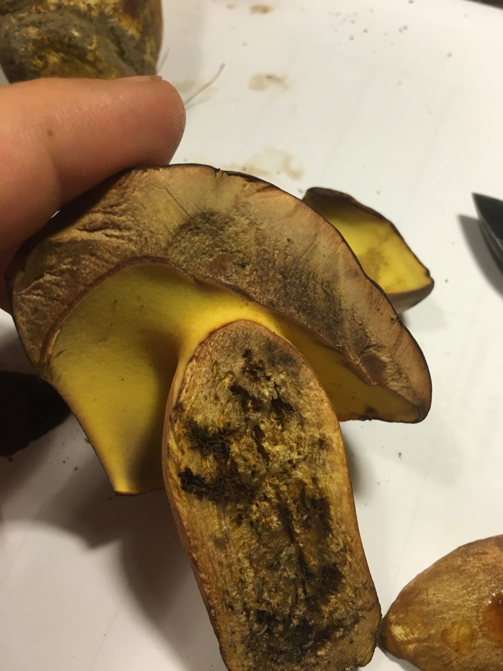 Lanmaoa pseudosensibilis | The Bolete Filter