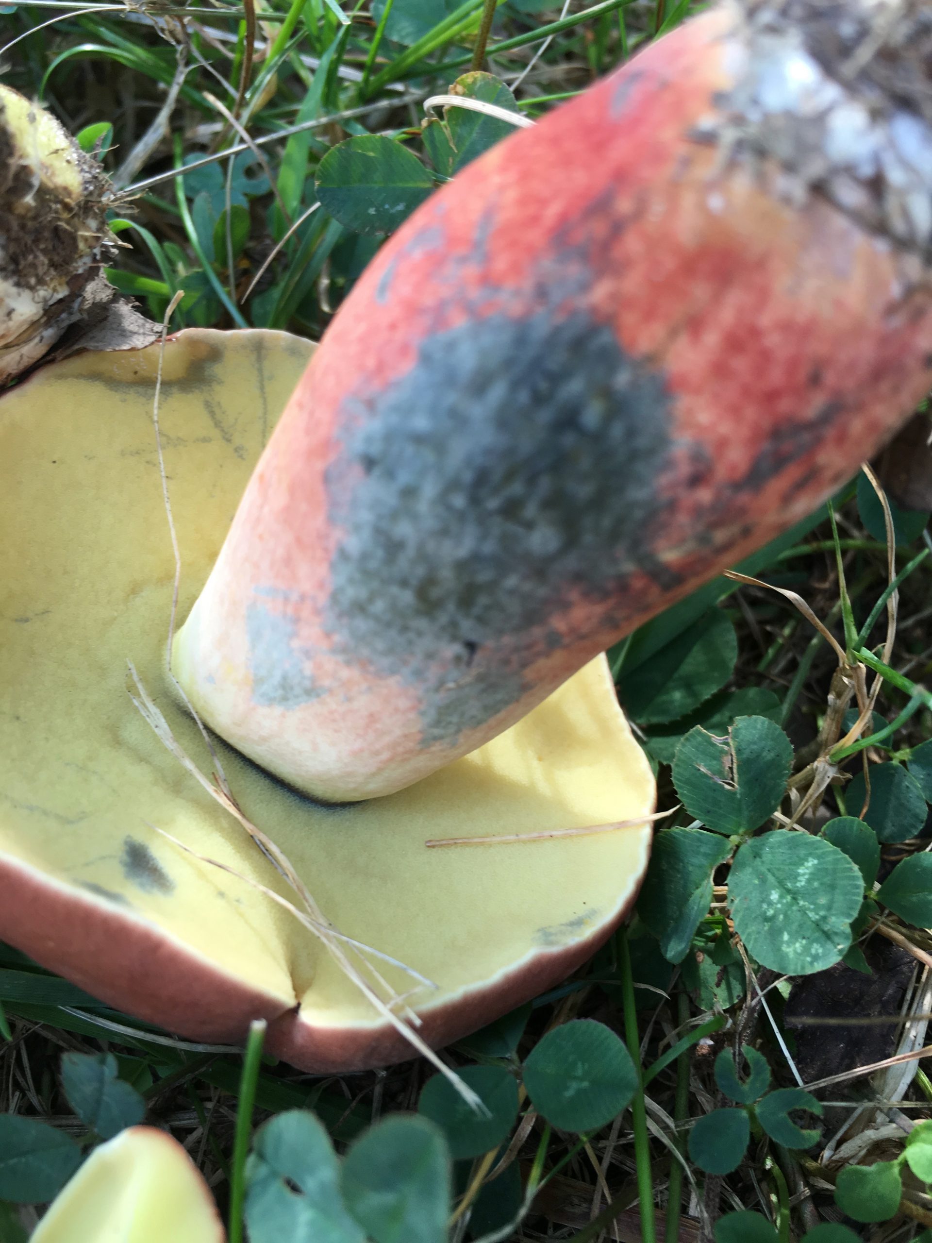 Lanmaoa pseudosensibilis | The Bolete Filter